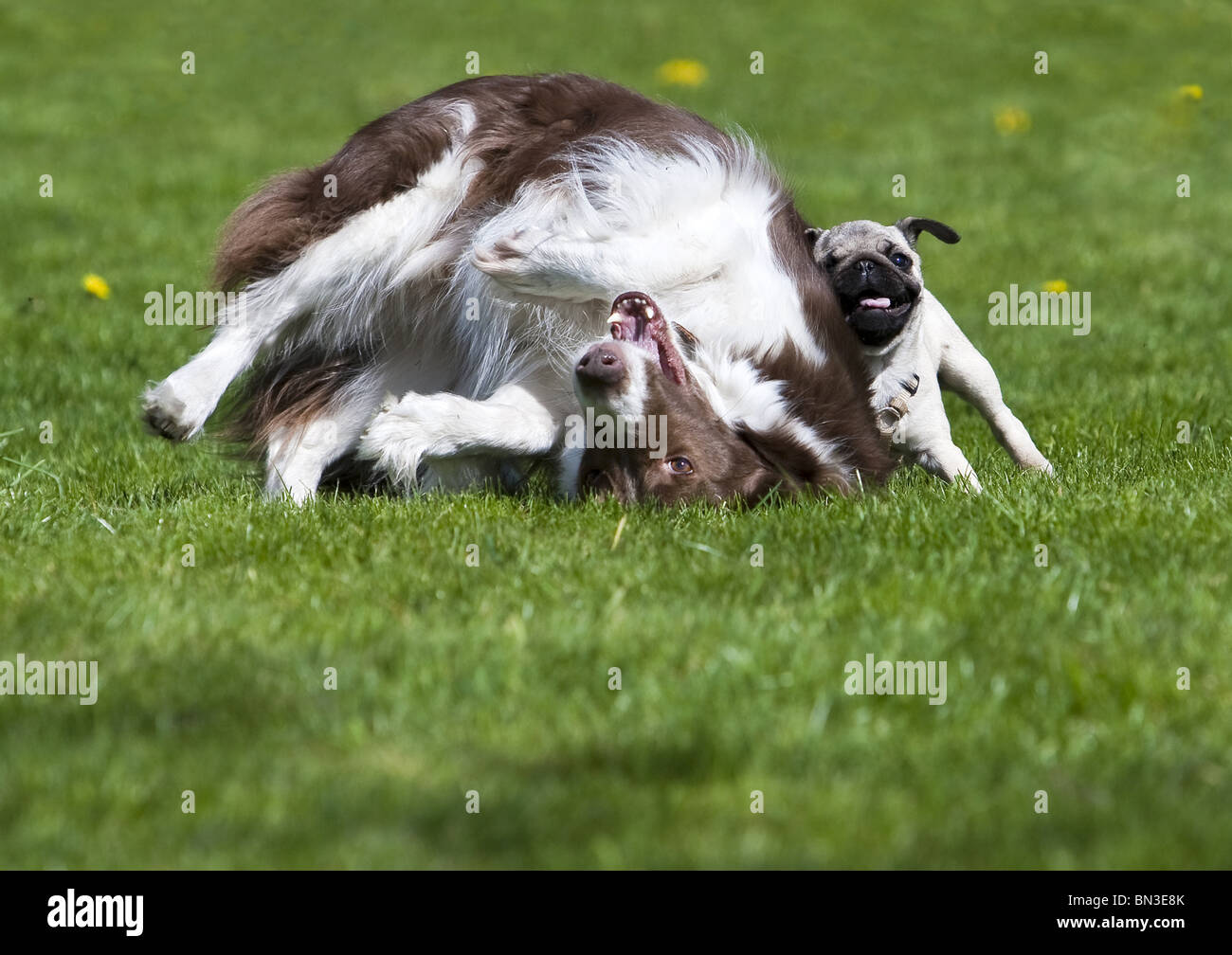 Border Collie and pug puppy playing on lawn Stock Photo - Alamy