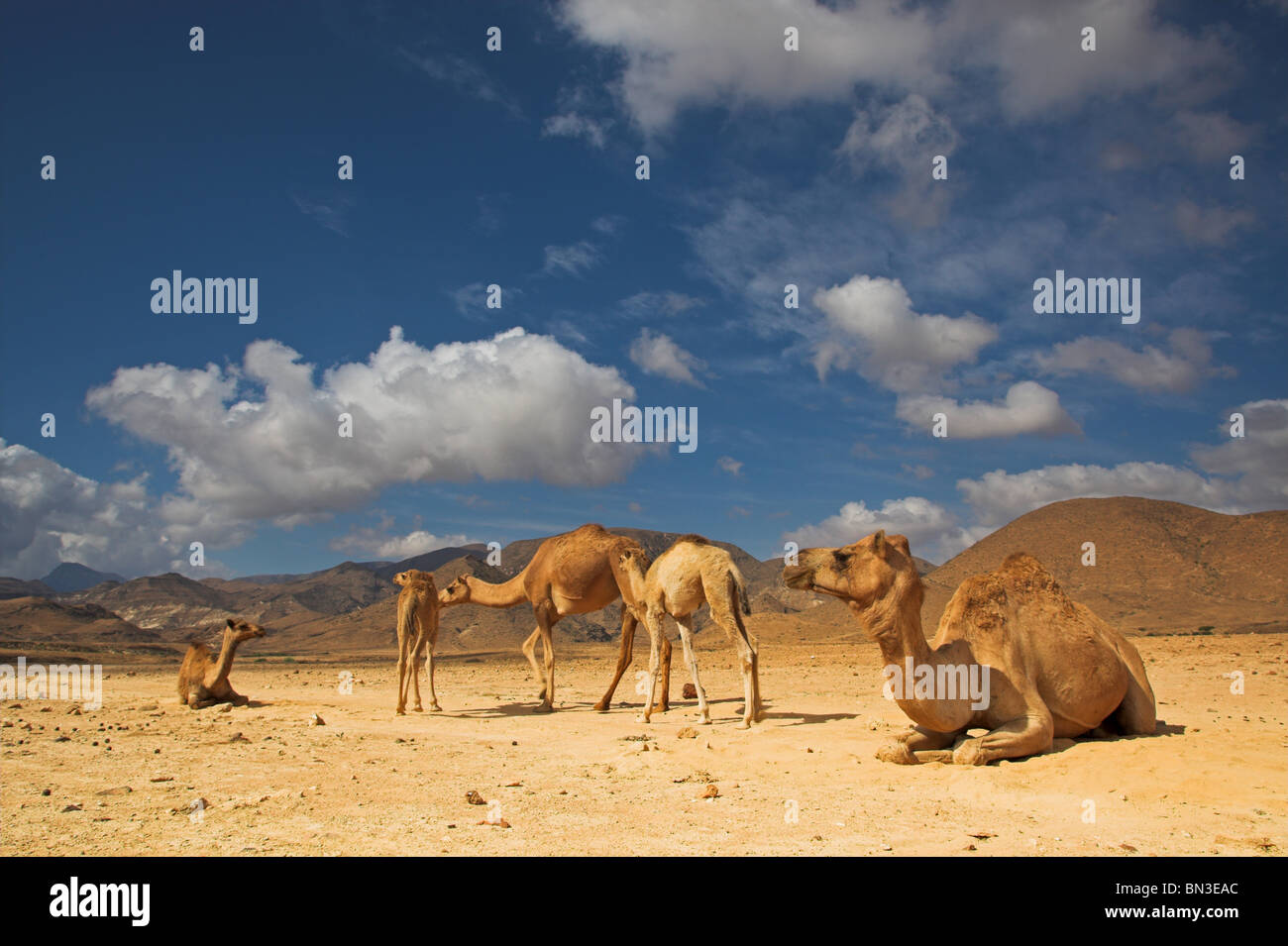 Group of dromedaries (Camelus dromedarius) in the desert Stock Photo ...