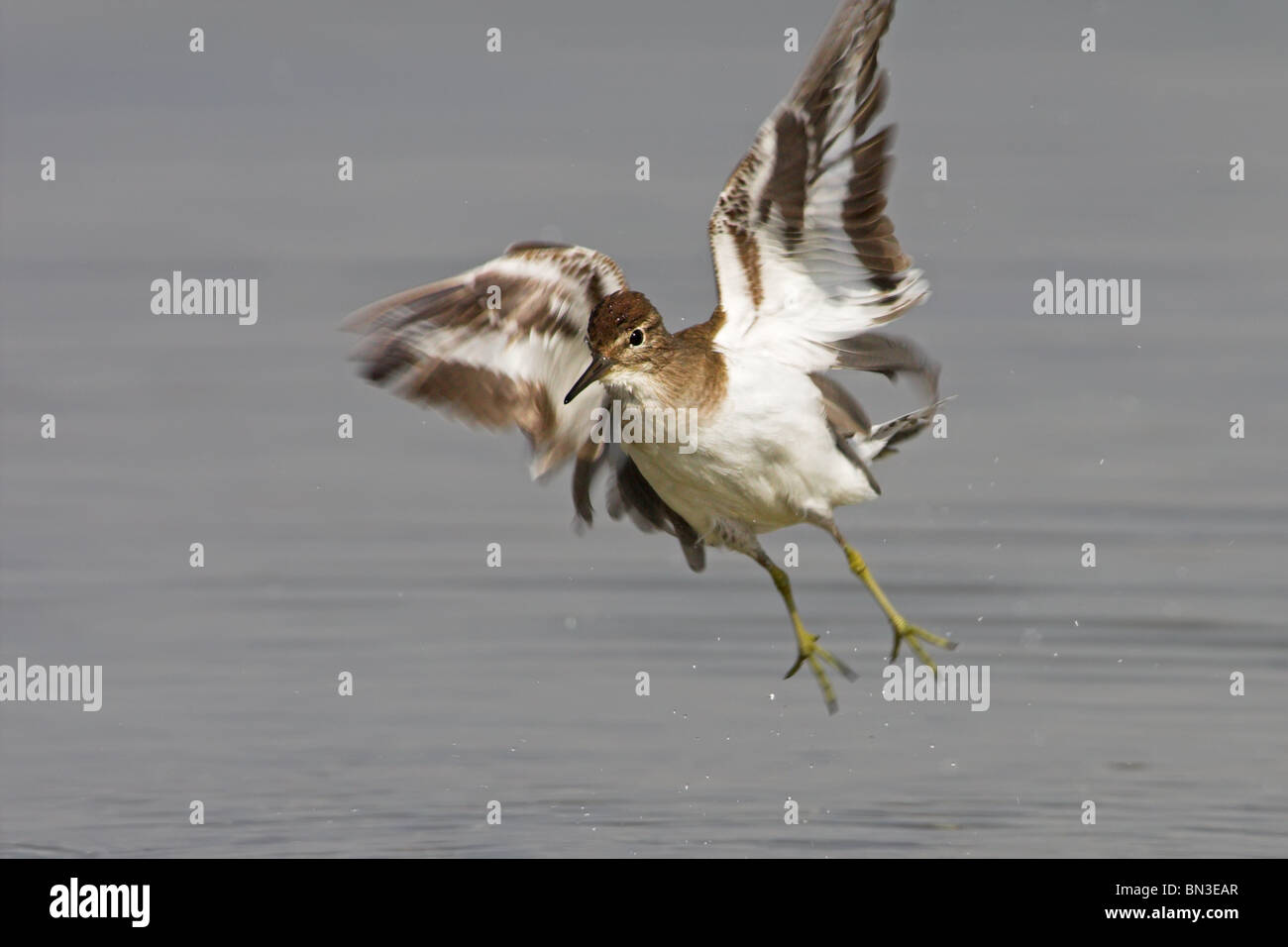 Common sandpiper flight hi-res stock photography and images - Alamy