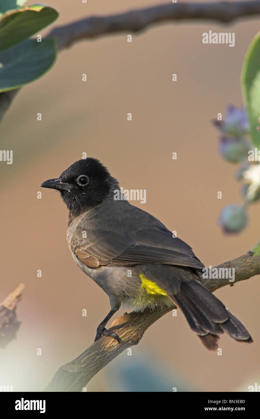White spectacled bulbul hi-res stock photography and images - Alamy