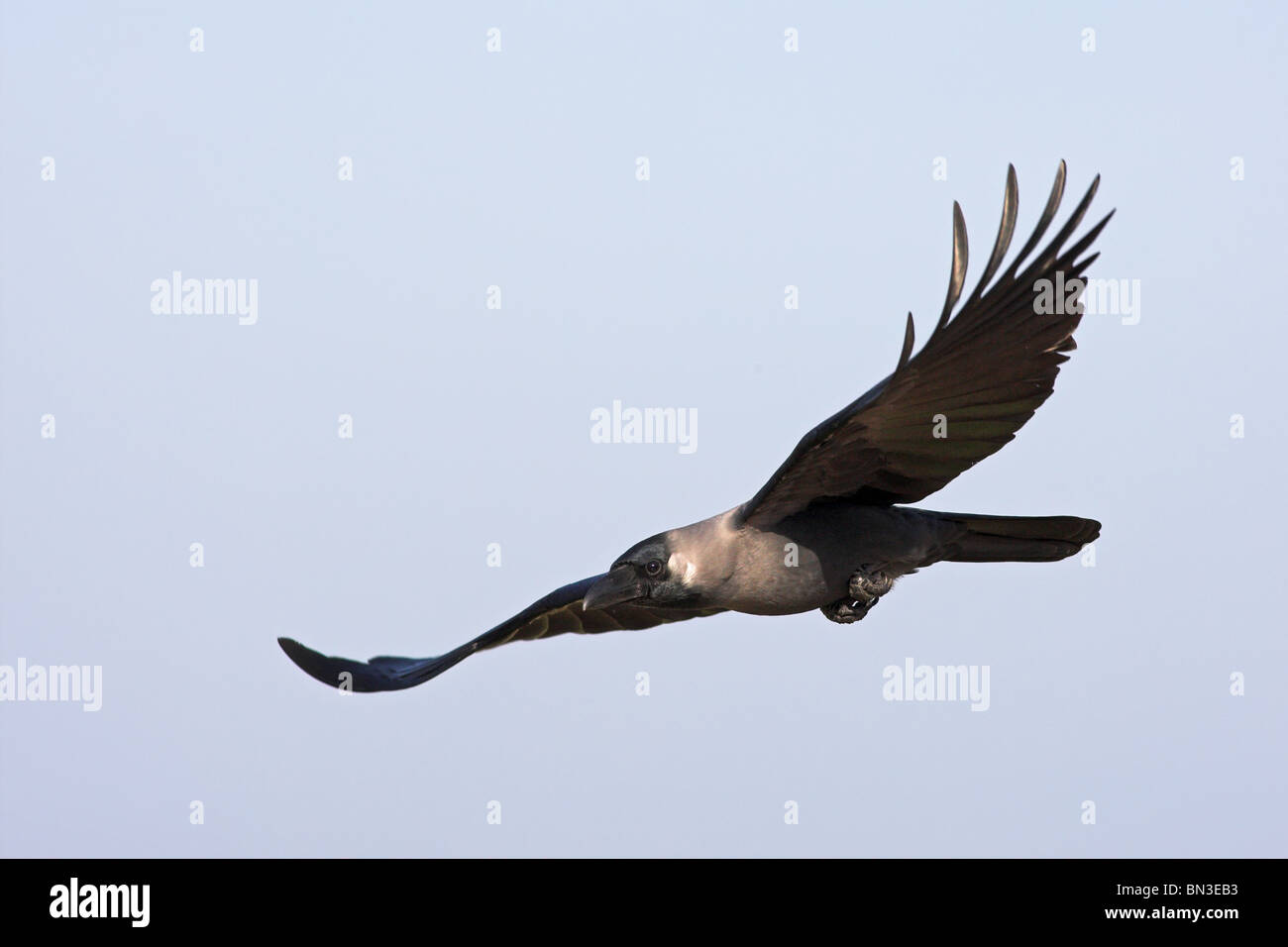 House Crow (Corvus splendens) flying Stock Photo - Alamy