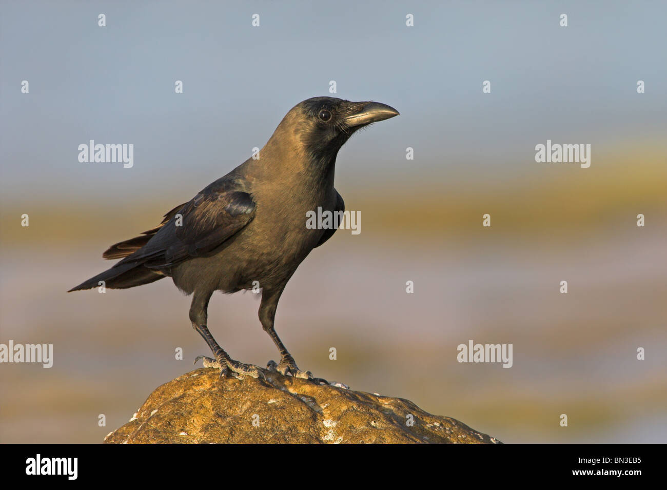 House Crow (Corvus splendens) sitting on a stone Stock Photo - Alamy