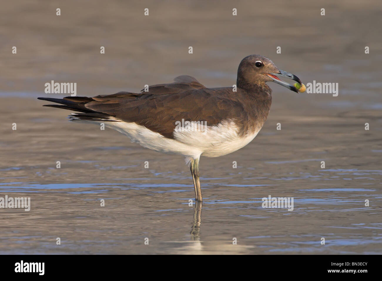 Sooty Gull (Larus hemprichii) holding mussel in its beak, side view ...