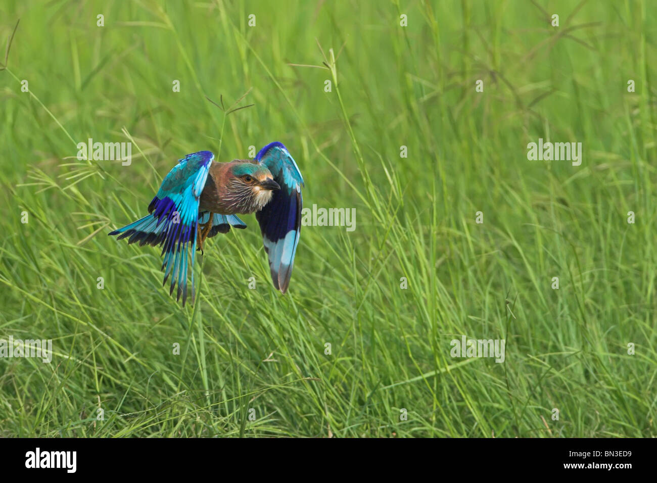 Indian roller bird hi-res stock photography and images - Alamy
