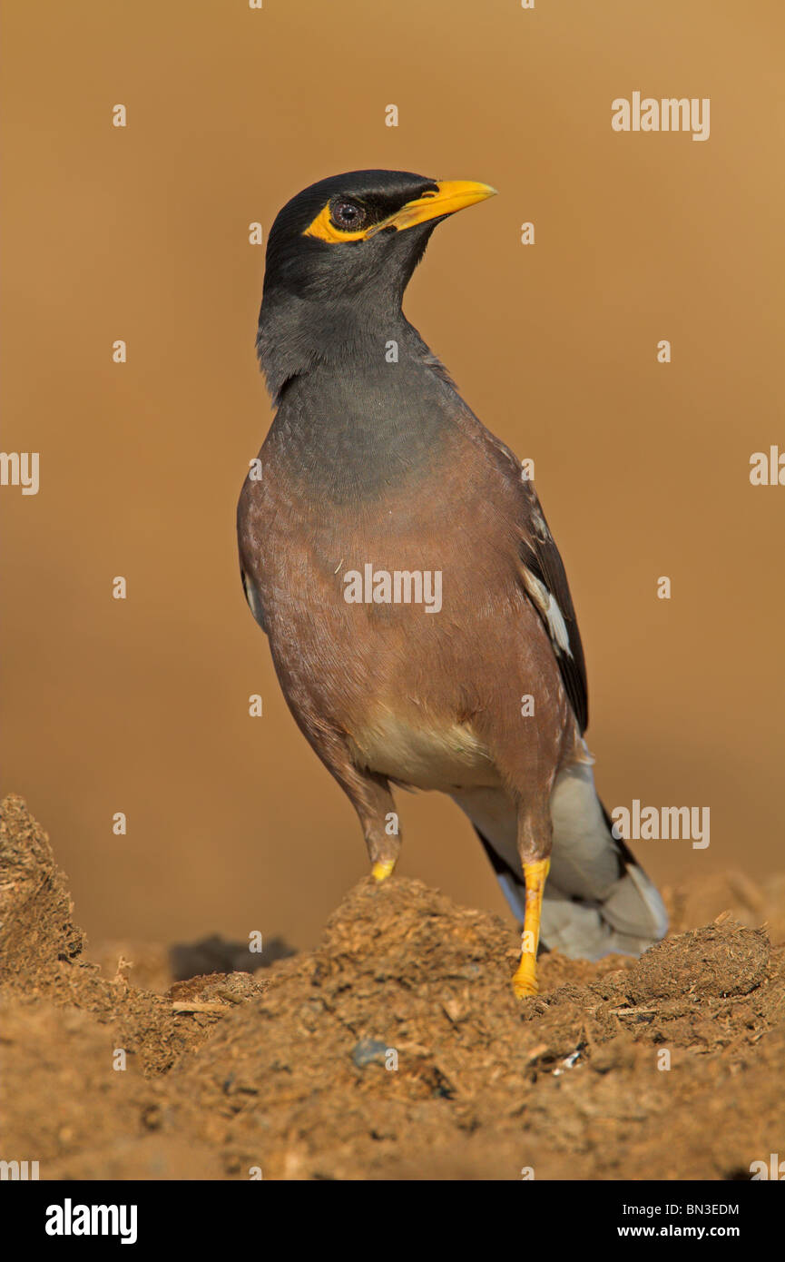 Acridotheres Tristis High Resolution Stock Photography and Images - Alamy