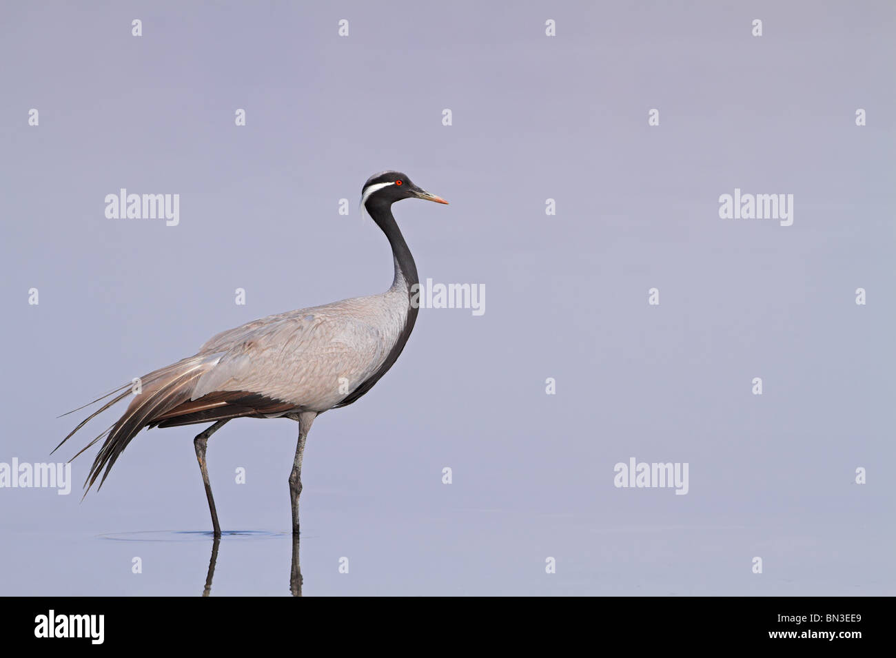 Demoiselle Crane (Anthropoides virgo) standing in shallow water, side ...