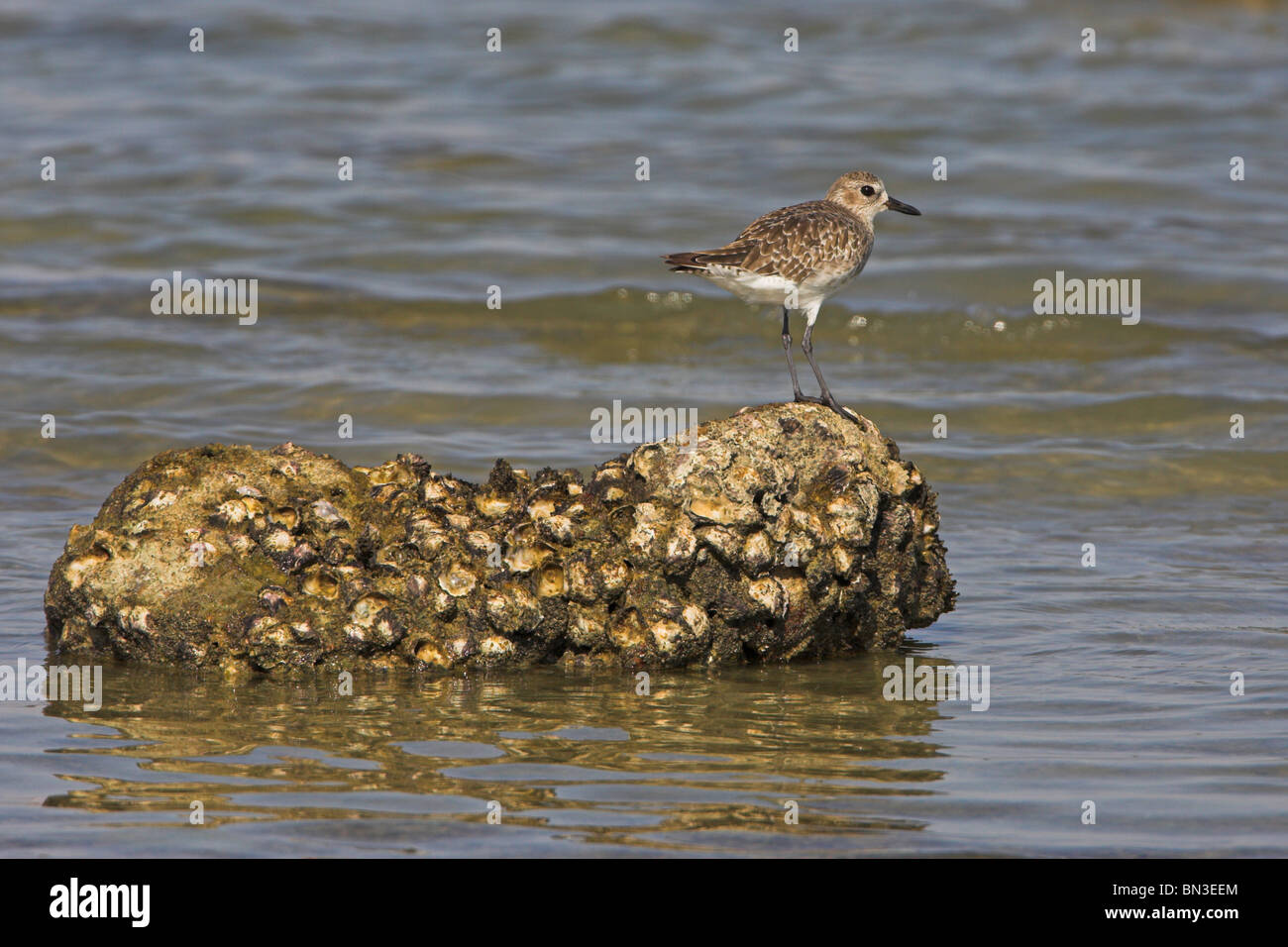 Grey Plover (Pluvialis squatarola) standing on a stone at a coast, side ...