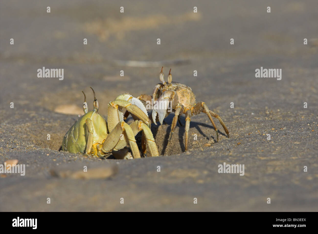 Crabs on beach hi-res stock photography and images - Alamy