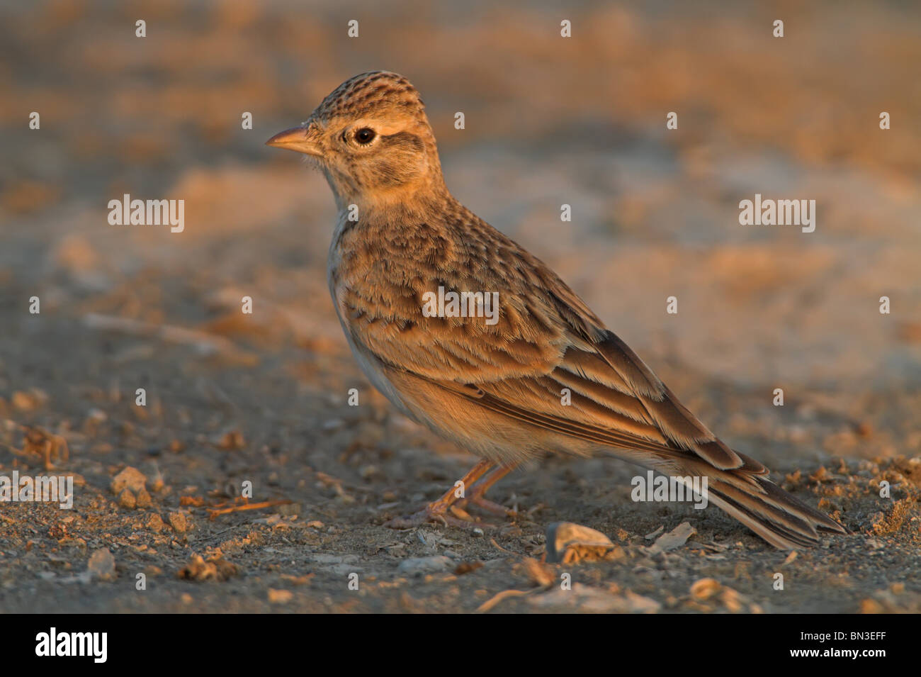 Greater Short-toed Lark (Calandrella brachydactyla), close-up Stock ...