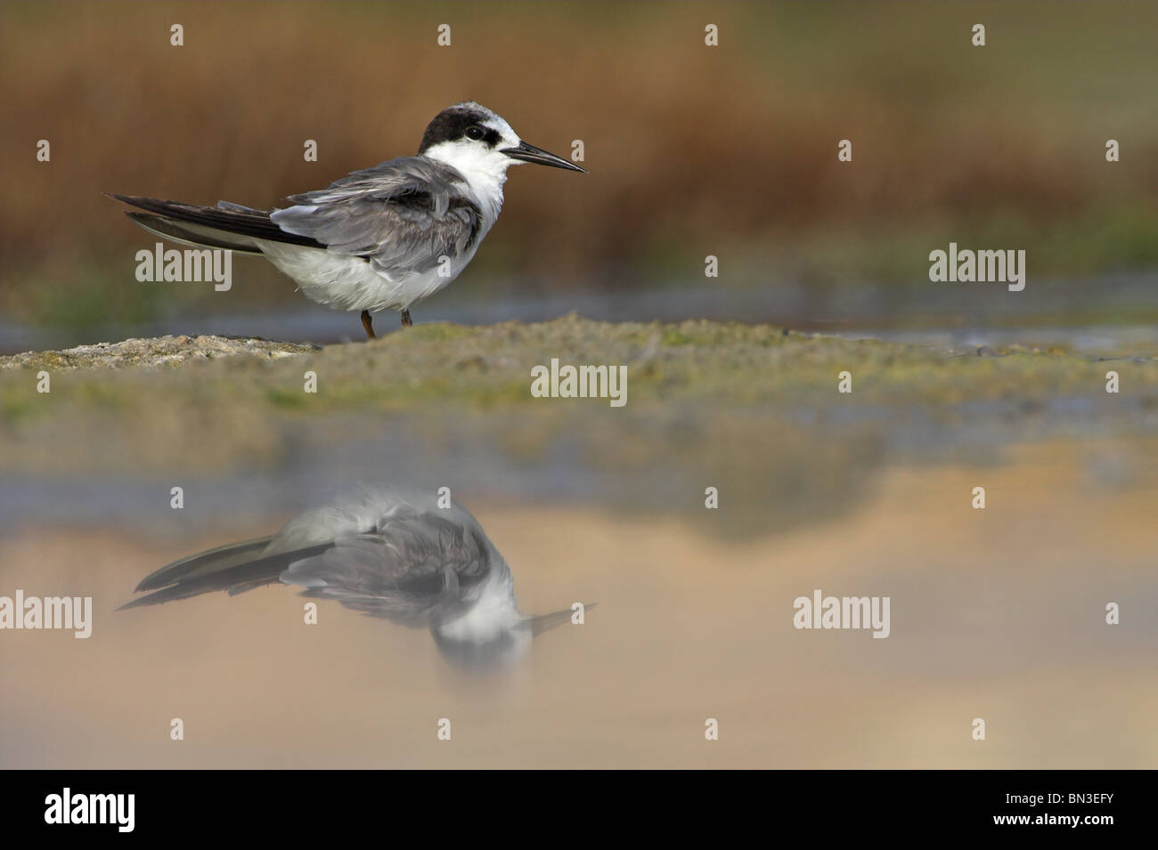 Saunders's Tern (Sterna saundersi) standing on the waterside, side view ...