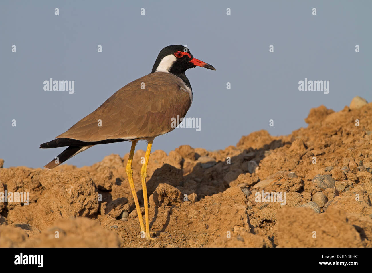 Red-wattled Lapwing (Vanellus indicus), side view Stock Photo - Alamy