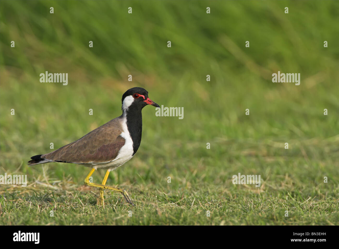 Red-wattled Lapwing (Vanellus indicus) on grass, side view Stock Photo ...