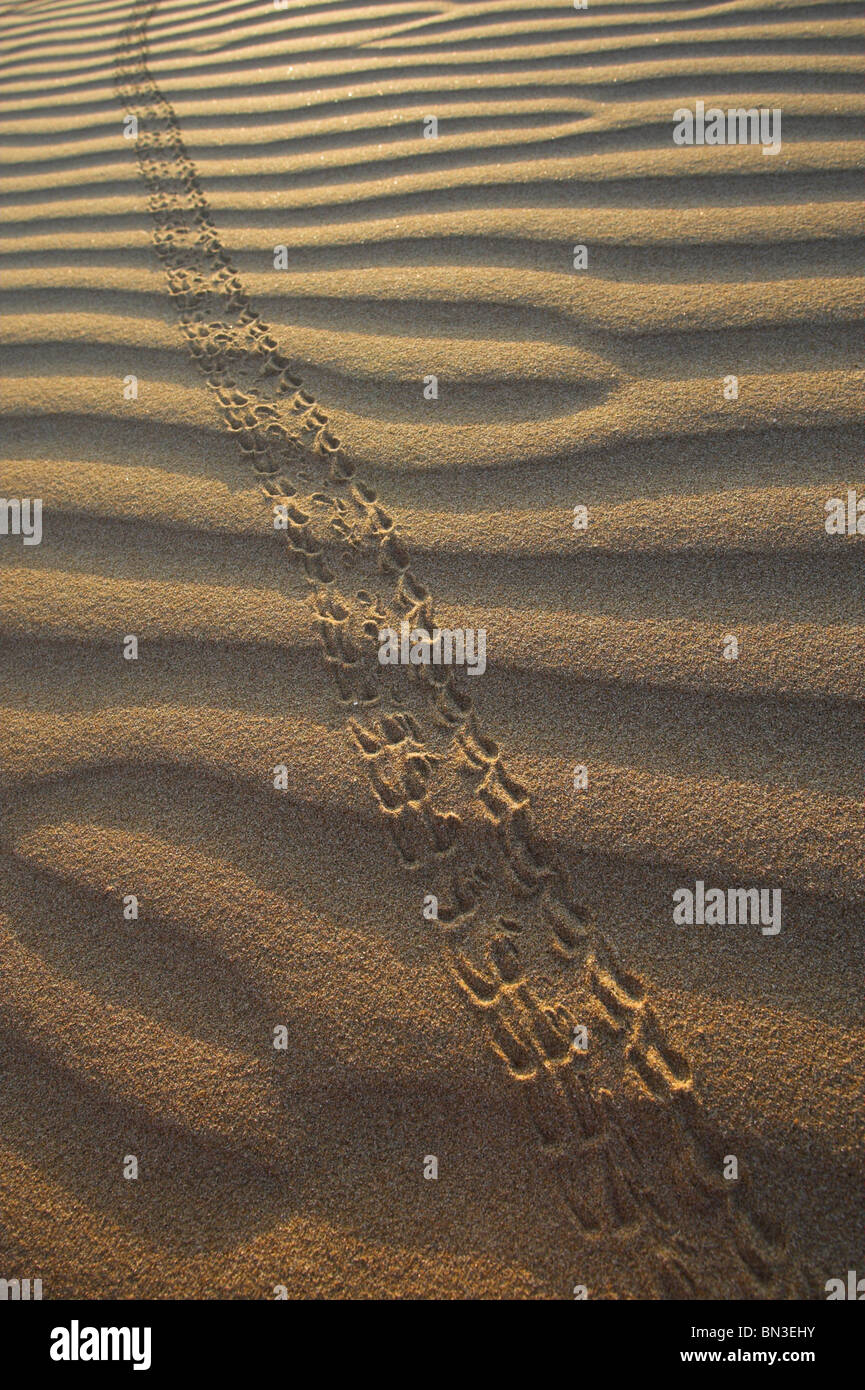 Tracks in the sand, elevated view Stock Photo - Alamy