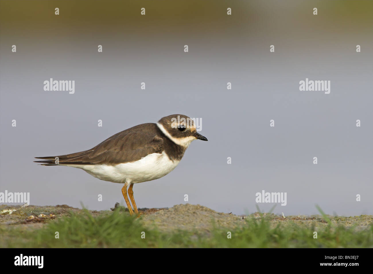 Ringed Plover (Charadrius hiaticula), side view Stock Photo - Alamy