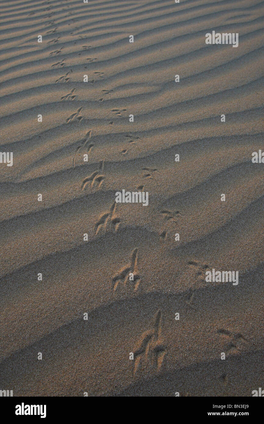 Tracks in the sand, elevated view Stock Photo - Alamy