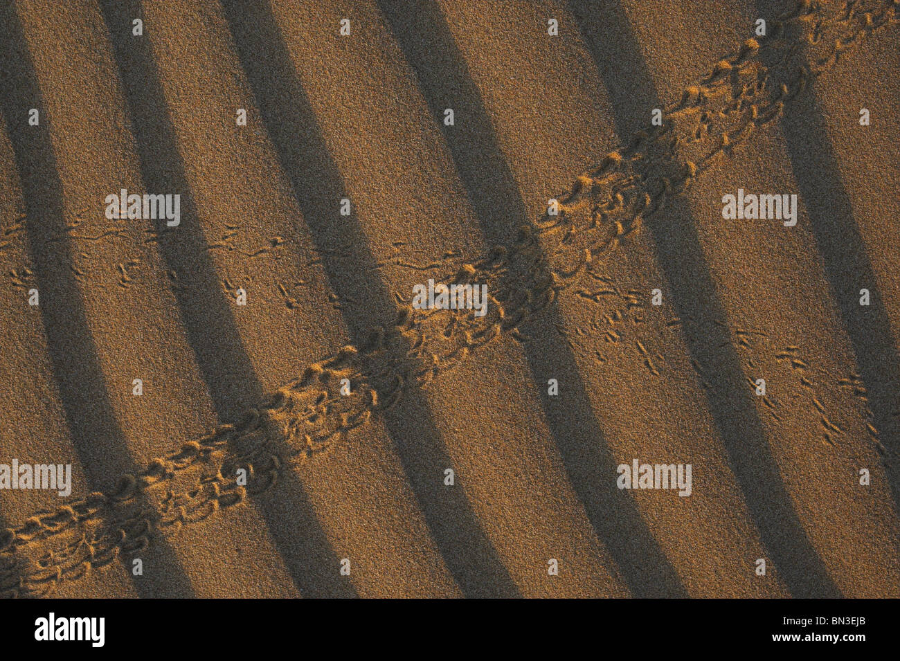 Tracks in the sand, view upon Stock Photo - Alamy