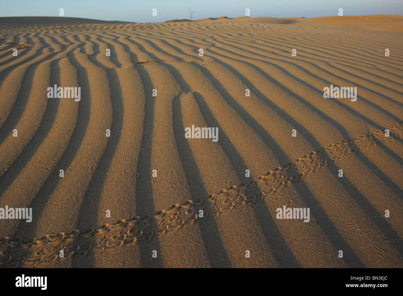 Tracks in the sand, elevated view Stock Photo - Alamy