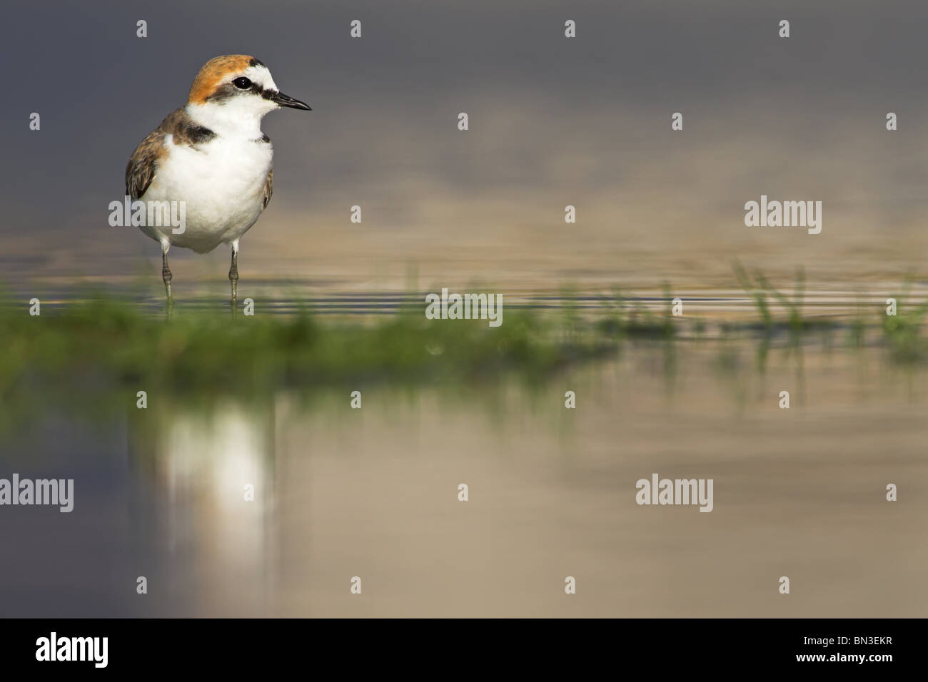 Kentish Plover (Charadrius alexandrinus) standing in shallow water ...