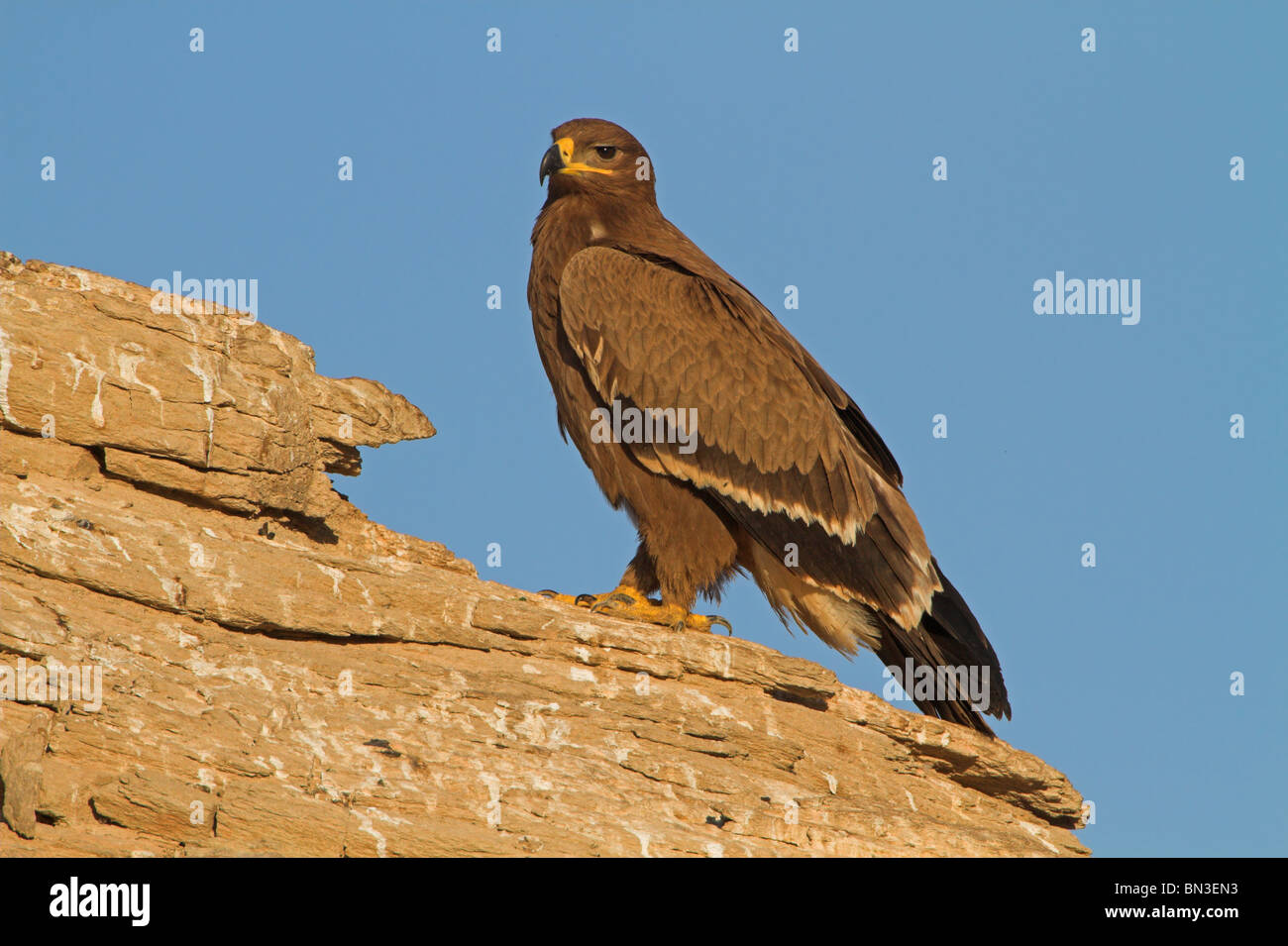 Steppe Eagle (Aquila nipalensis) sitting on a rock, side view Stock ...