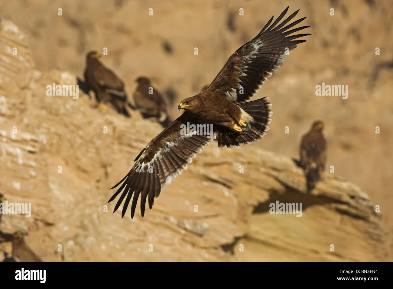 Flying with eagles hi-res stock photography and images - Alamy