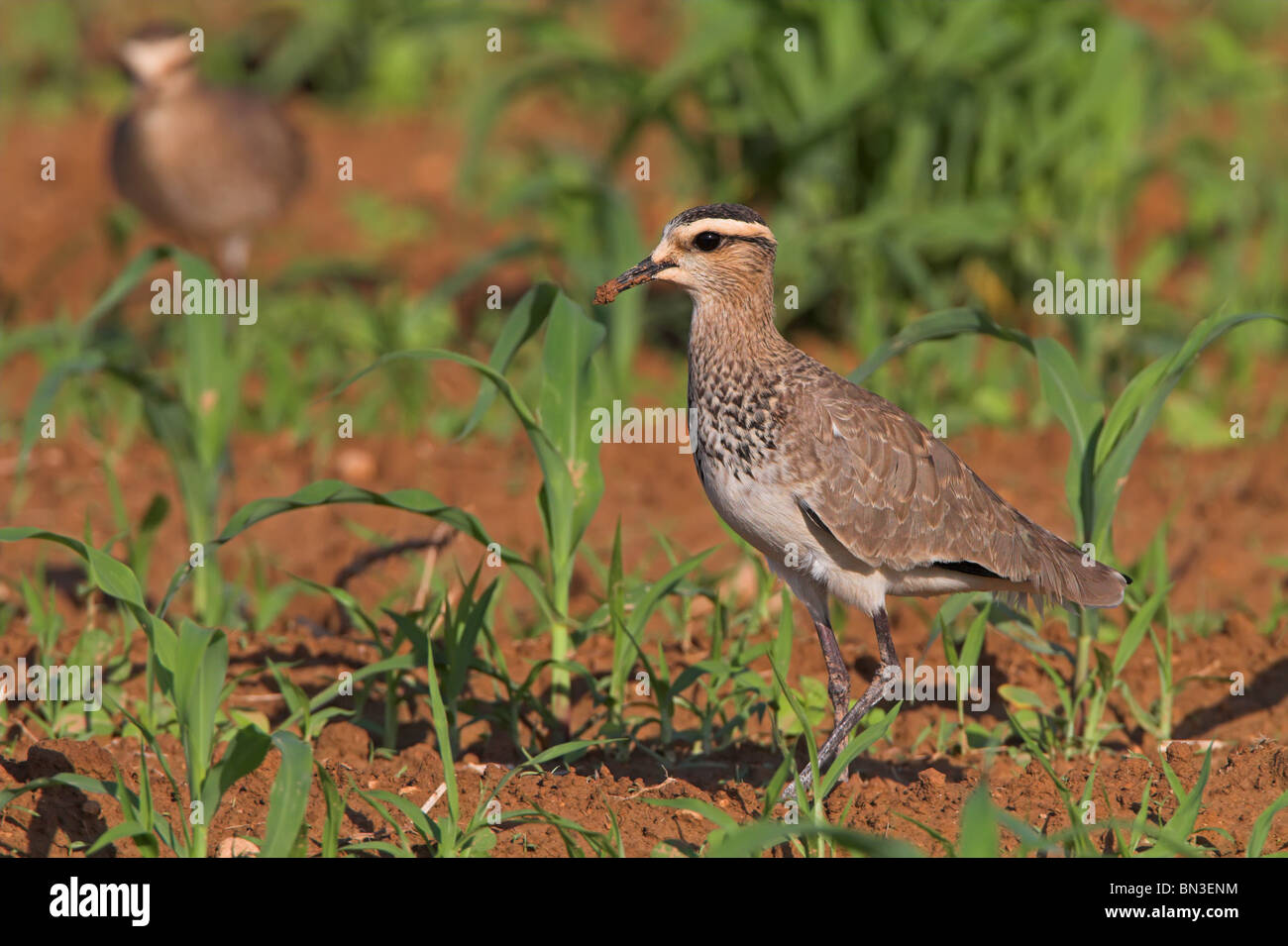 Sociable plovers hi-res stock photography and images - Alamy