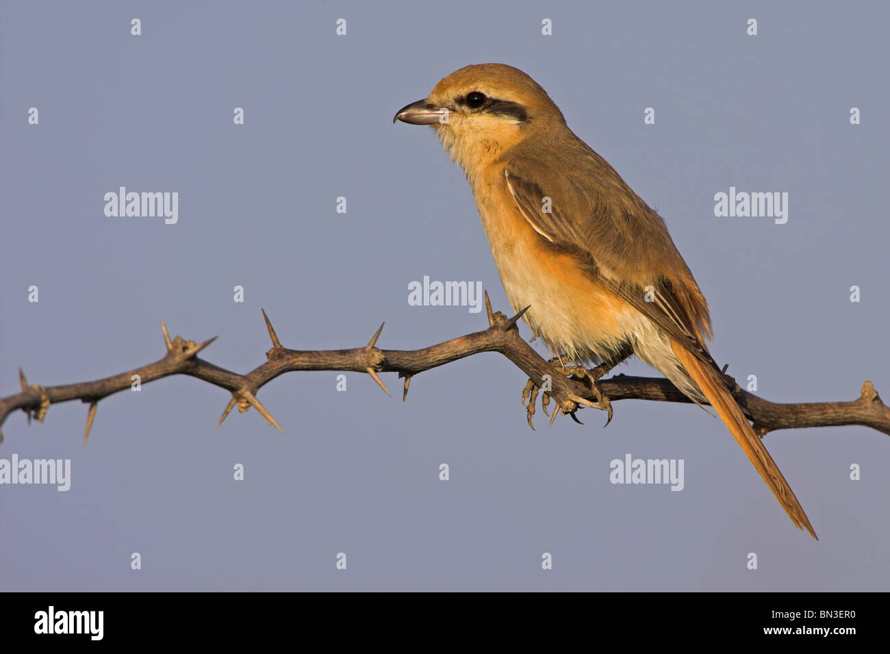 Isabelline Shrike (Lanius isabellinus) sitting on a twig, side view ...