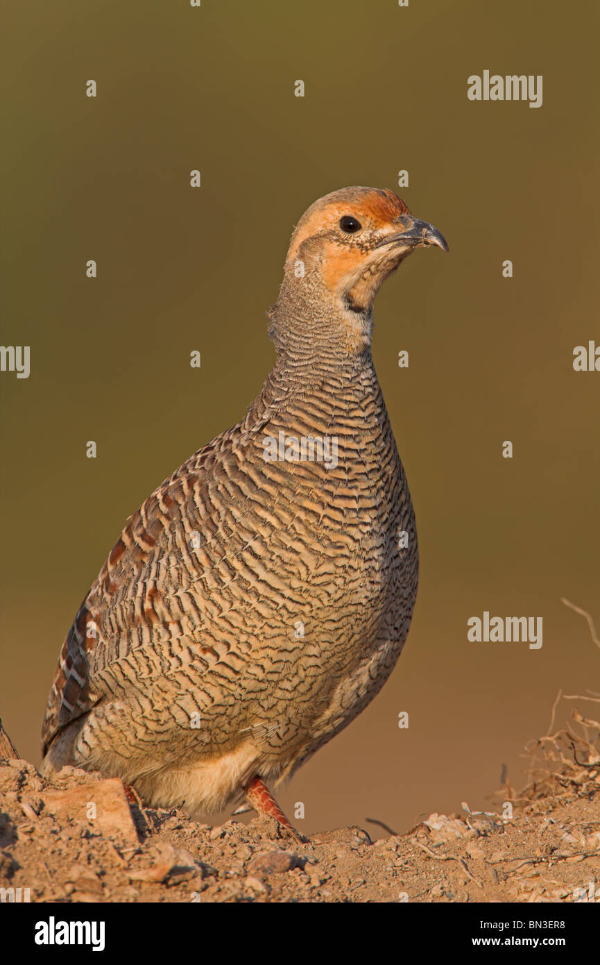 Grey Francolin (Francolinus pondicerianus), close-up Stock Photo - Alamy