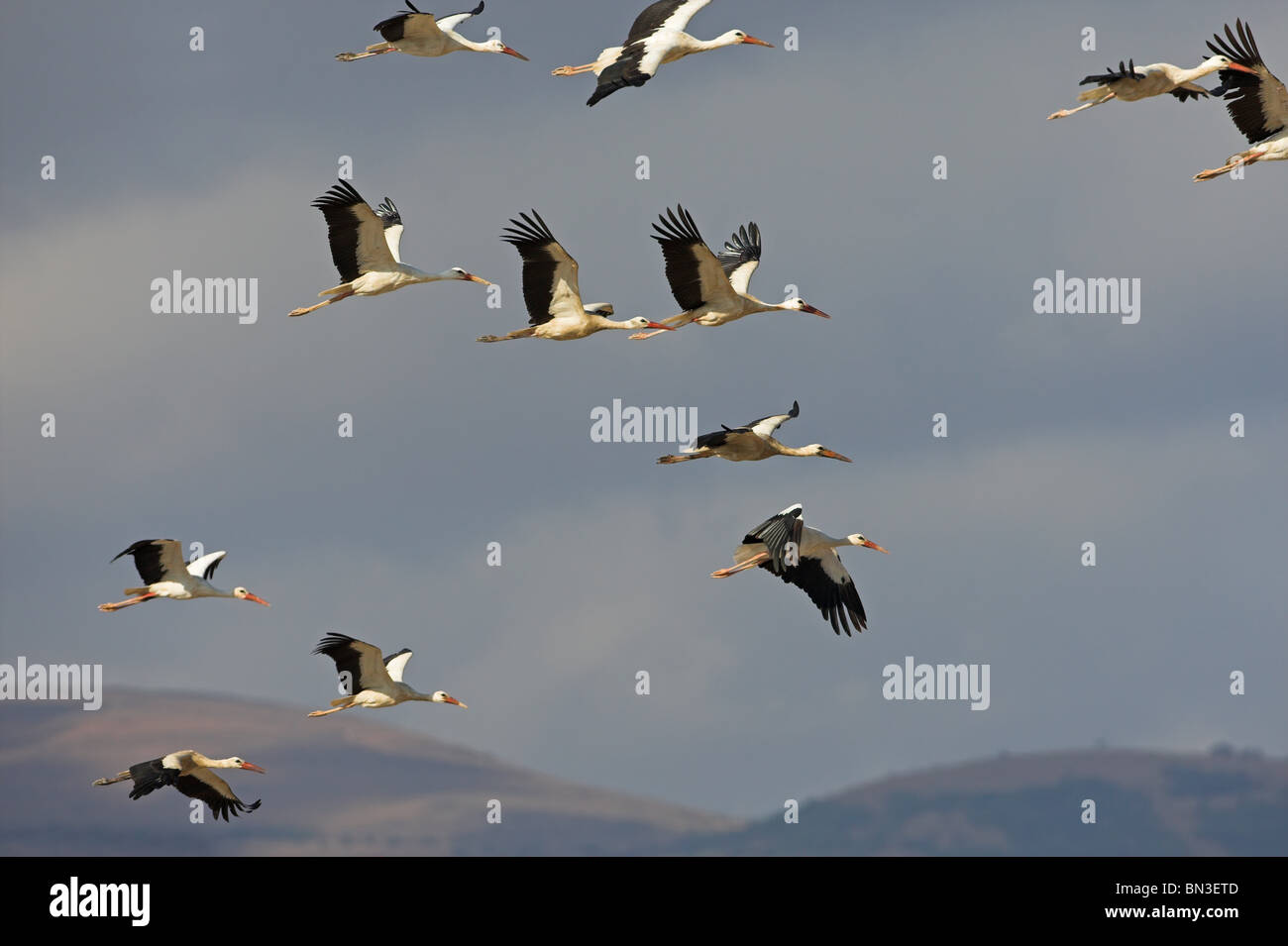 Flying white storks hi-res stock photography and images - Alamy