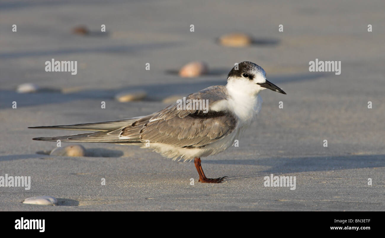 White-cheeked Tern (Sterna repressa), side view Stock Photo - Alamy