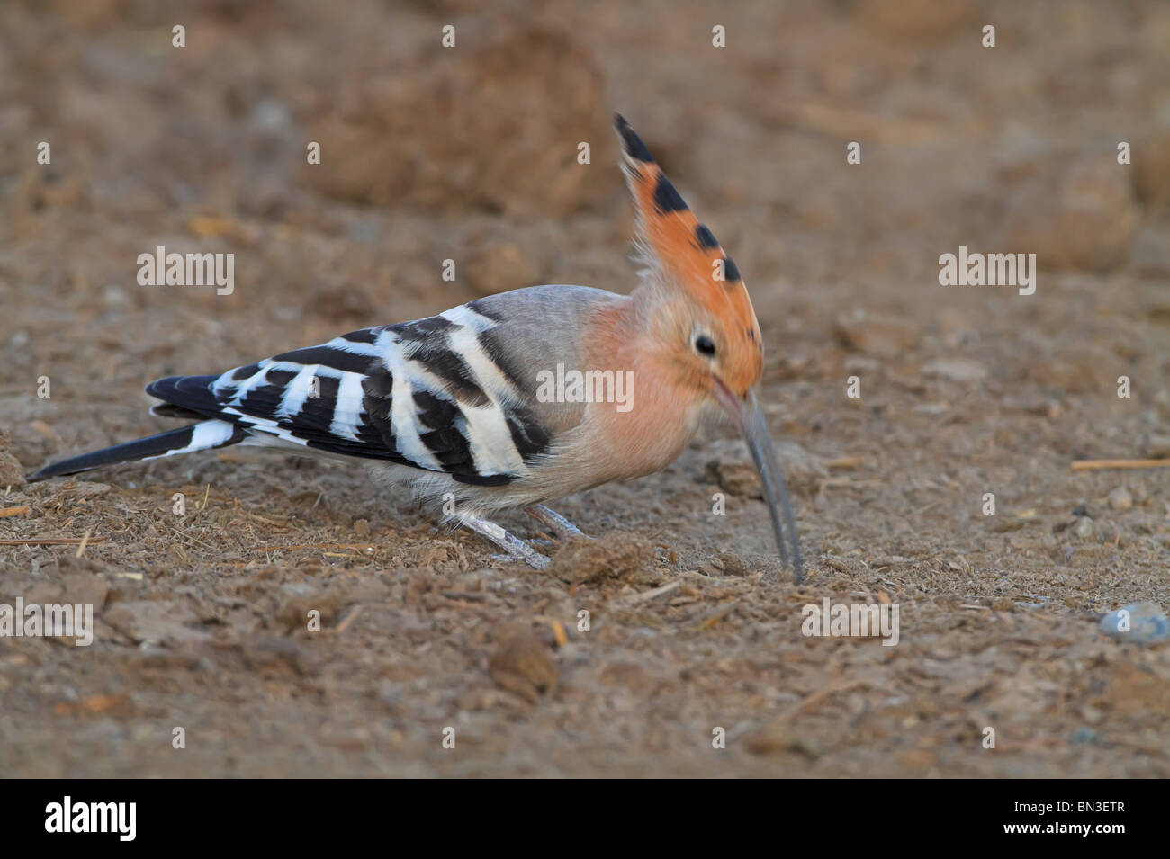 Hoopoe (Upupo epops) foraging on the ground, side view Stock Photo - Alamy