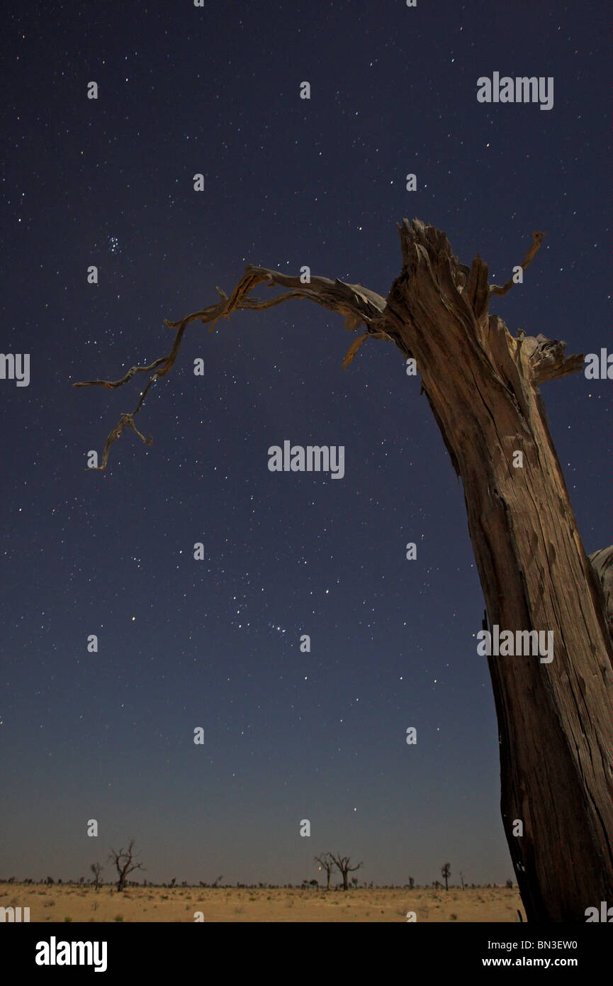 Bare tree in the desert, low angle view Stock Photo - Alamy