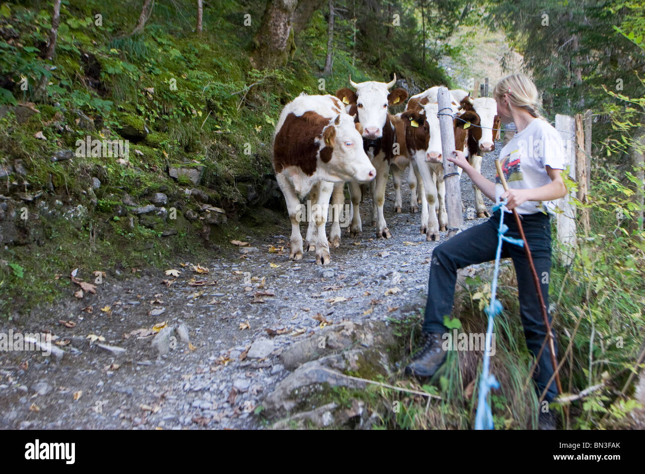 Swiss Cow Culture: Cattle walking on hiking path in Swiss mountain ...