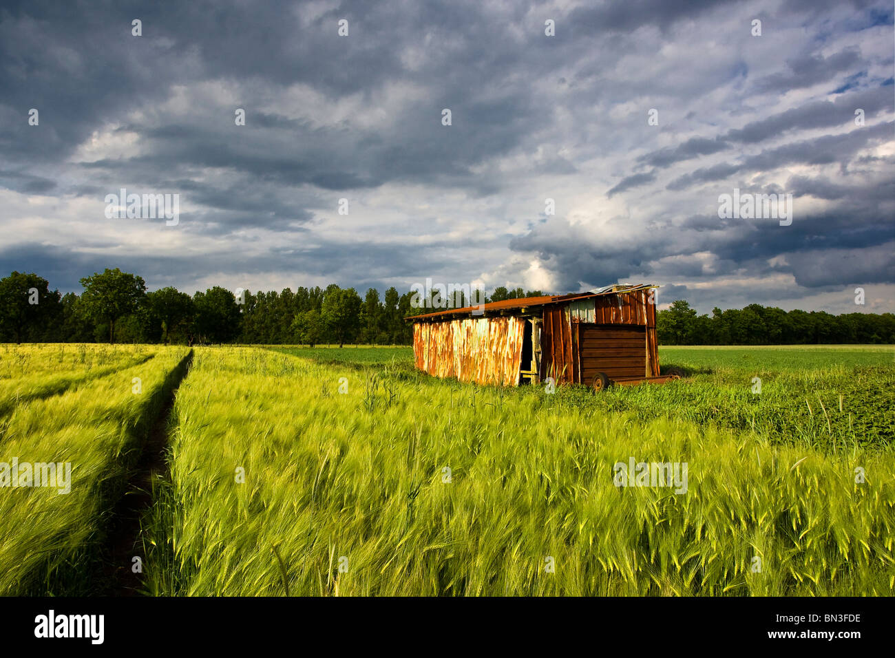 Grainfield hi-res stock photography and images - Alamy