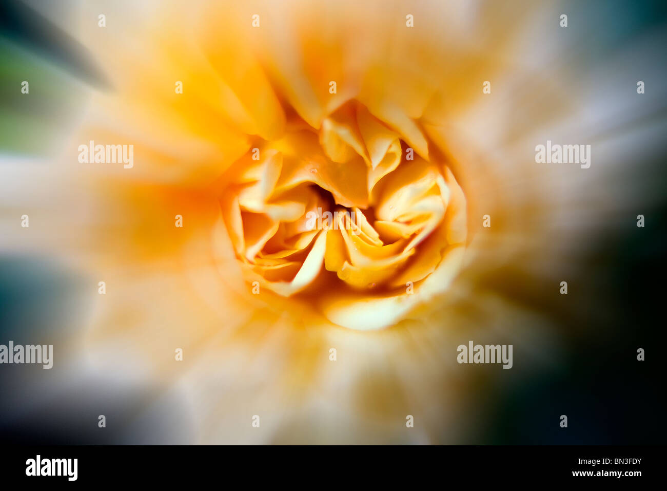 New hybrid shrub rose hi-res stock photography and images - Alamy