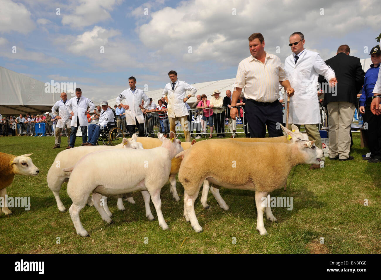 Sheep judging hi-res stock photography and images - Alamy