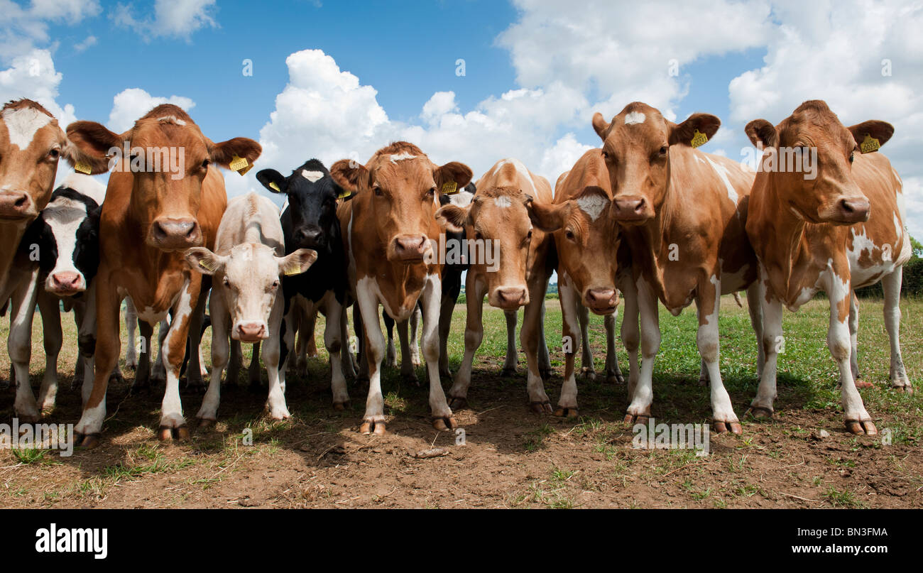 Line of cows hi-res stock photography and images - Alamy