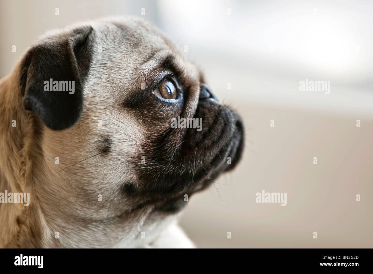 Female pug looking outside the window, profile Stock Photo - Alamy