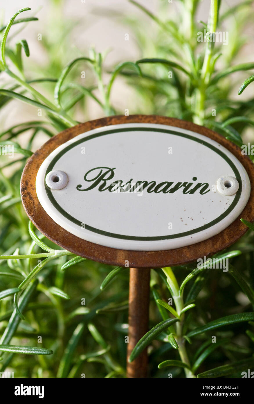 Rosemary pot outdoors hi-res stock photography and images - Alamy