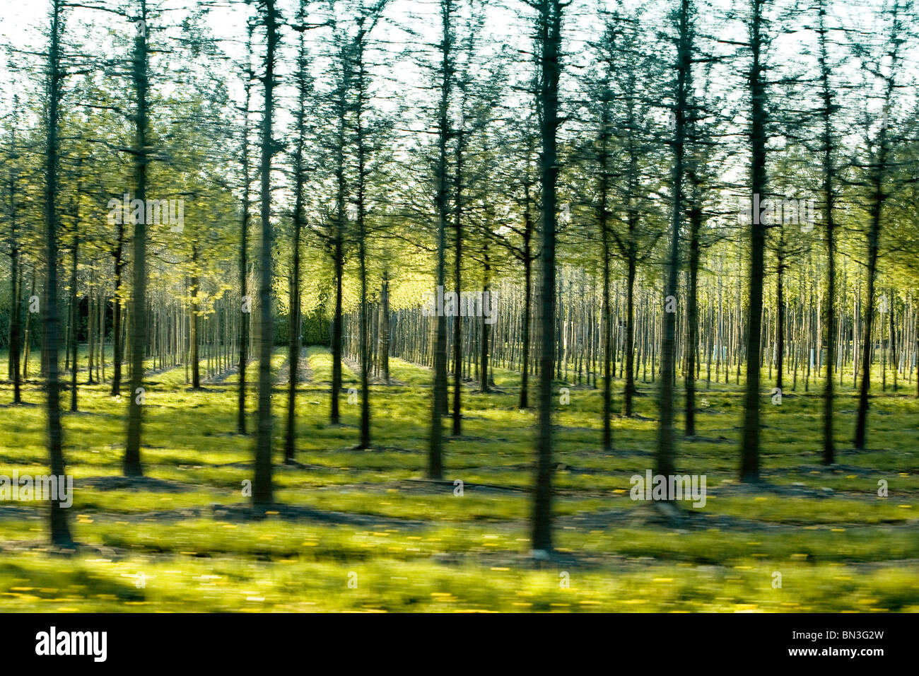 Tree nursery hi-res stock photography and images - Alamy