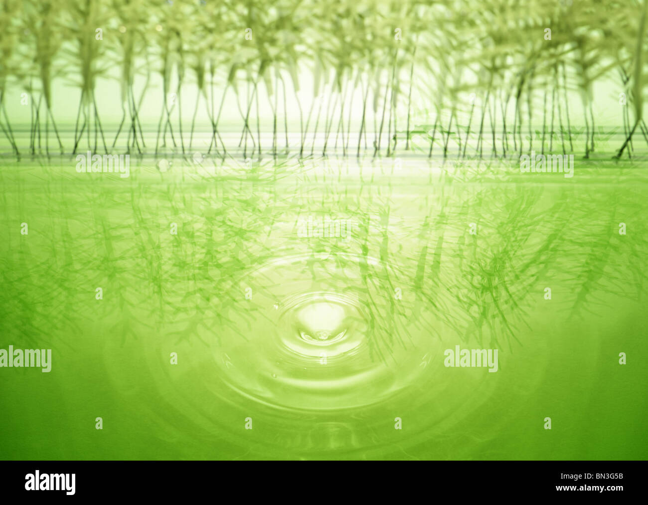 clump of trees and ripples Stock Photo - Alamy