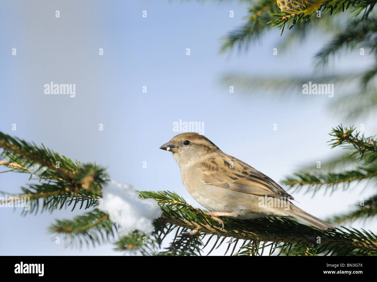 House sparrow (Passer domesticus) on a branch, side view Stock Photo ...