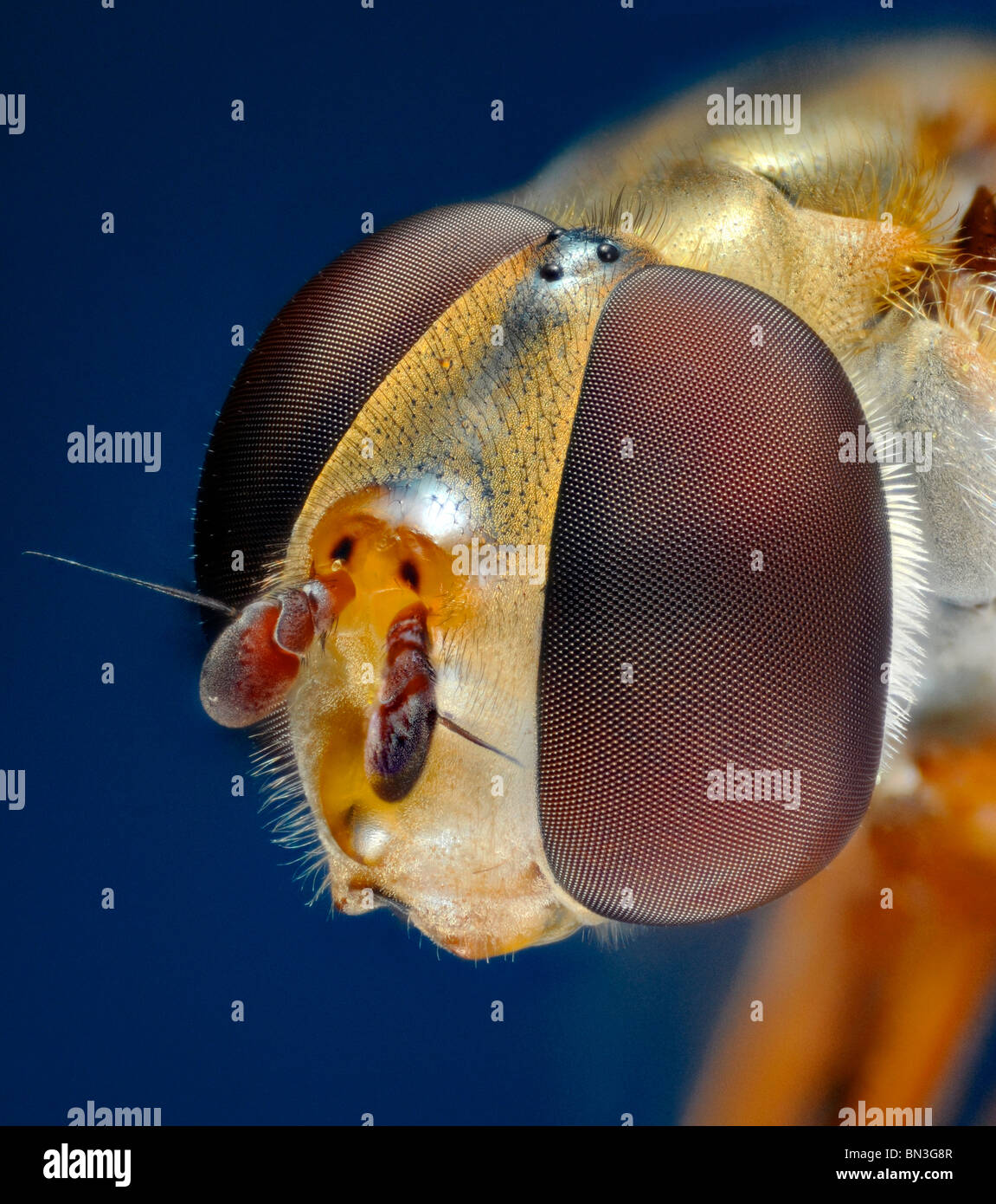 Extreme close up eye dramatic hi-res stock photography and images - Alamy