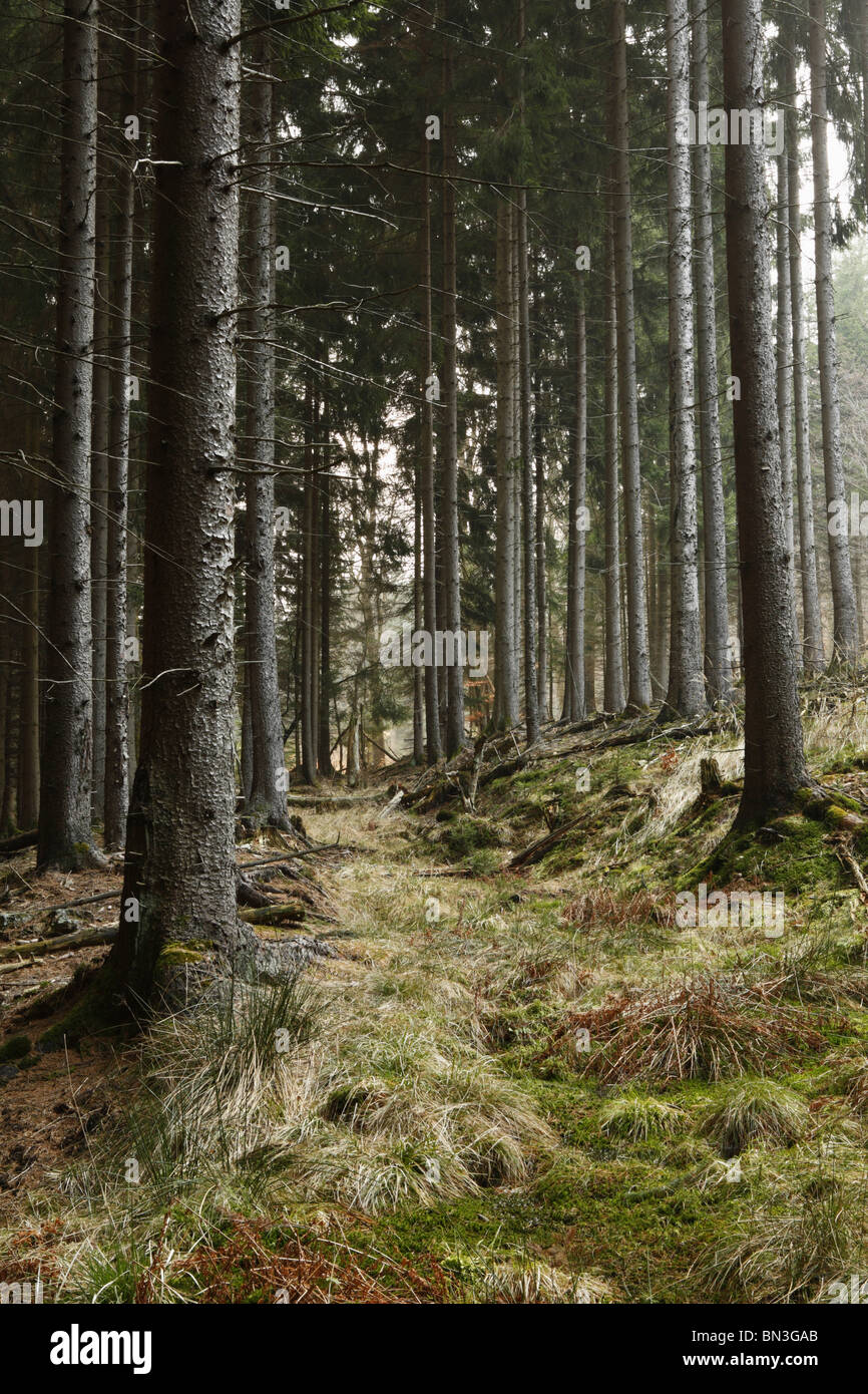 Hesse forest hi-res stock photography and images - Alamy