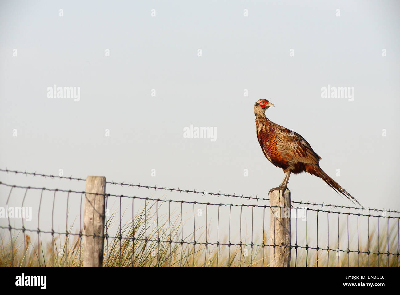Number on fence hi-res stock photography and images - Alamy