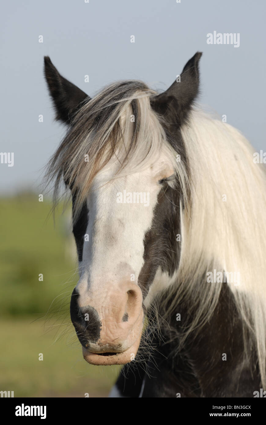 Irish Tinker Portrait Stock Photo - Alamy