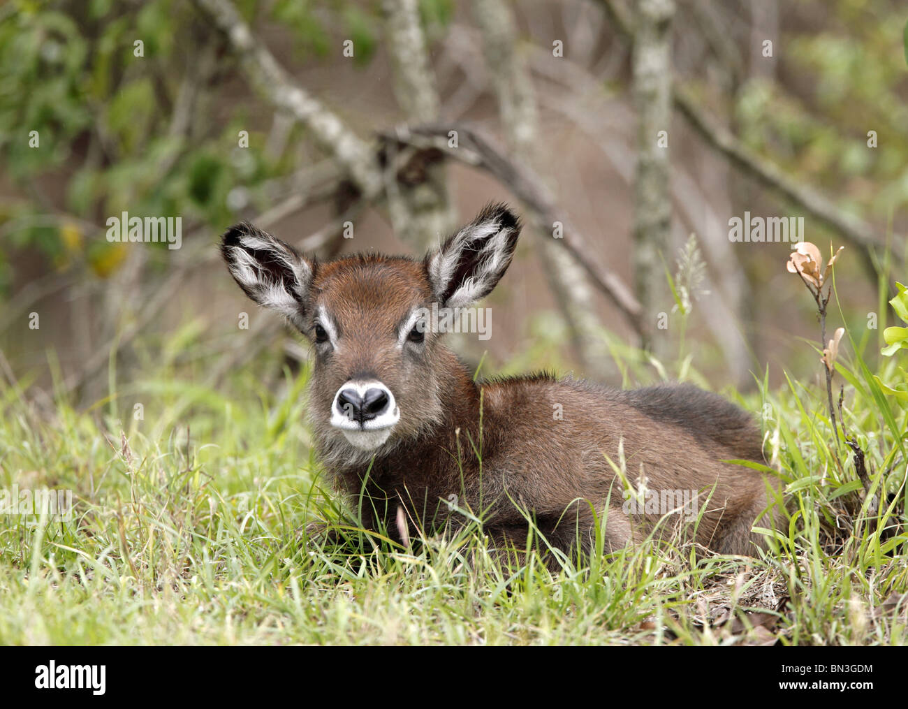 Water goat (Kobus ellipsiprymnus) lying in grass, Masai Mara National ...