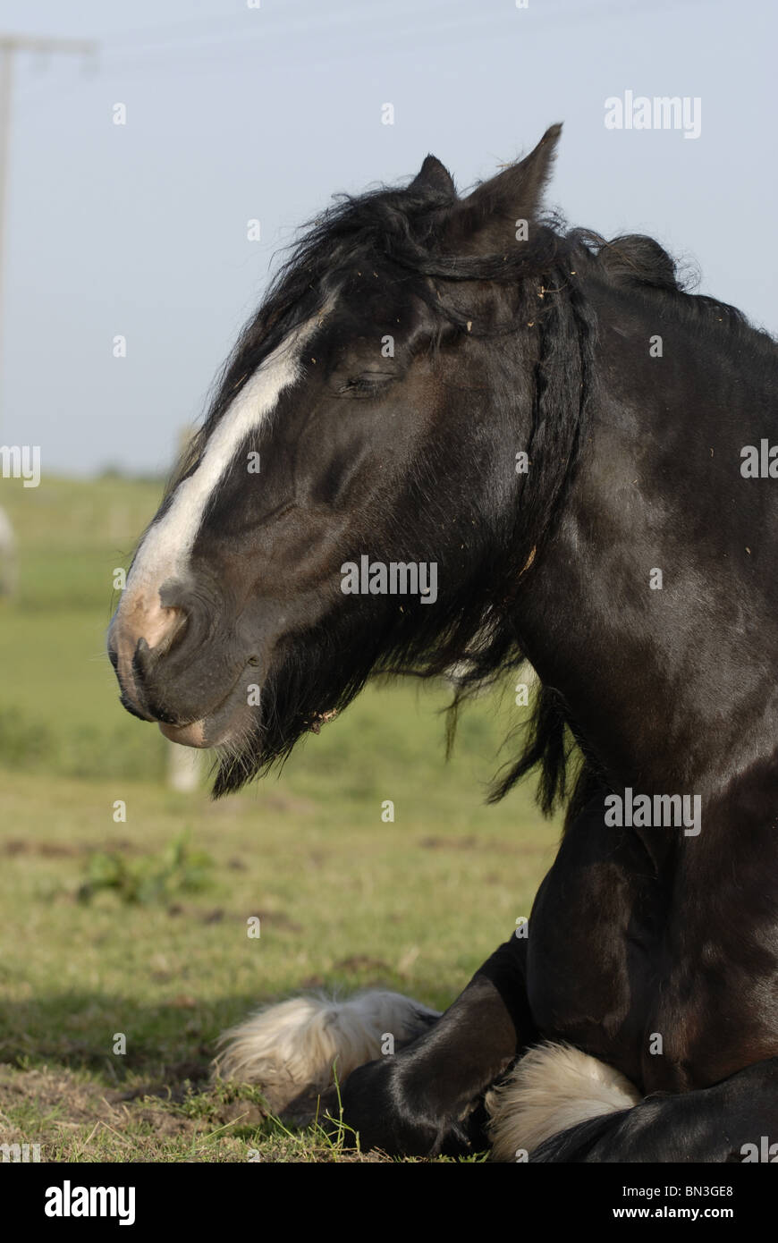 Irish Tinker Portrait Stock Photo - Alamy