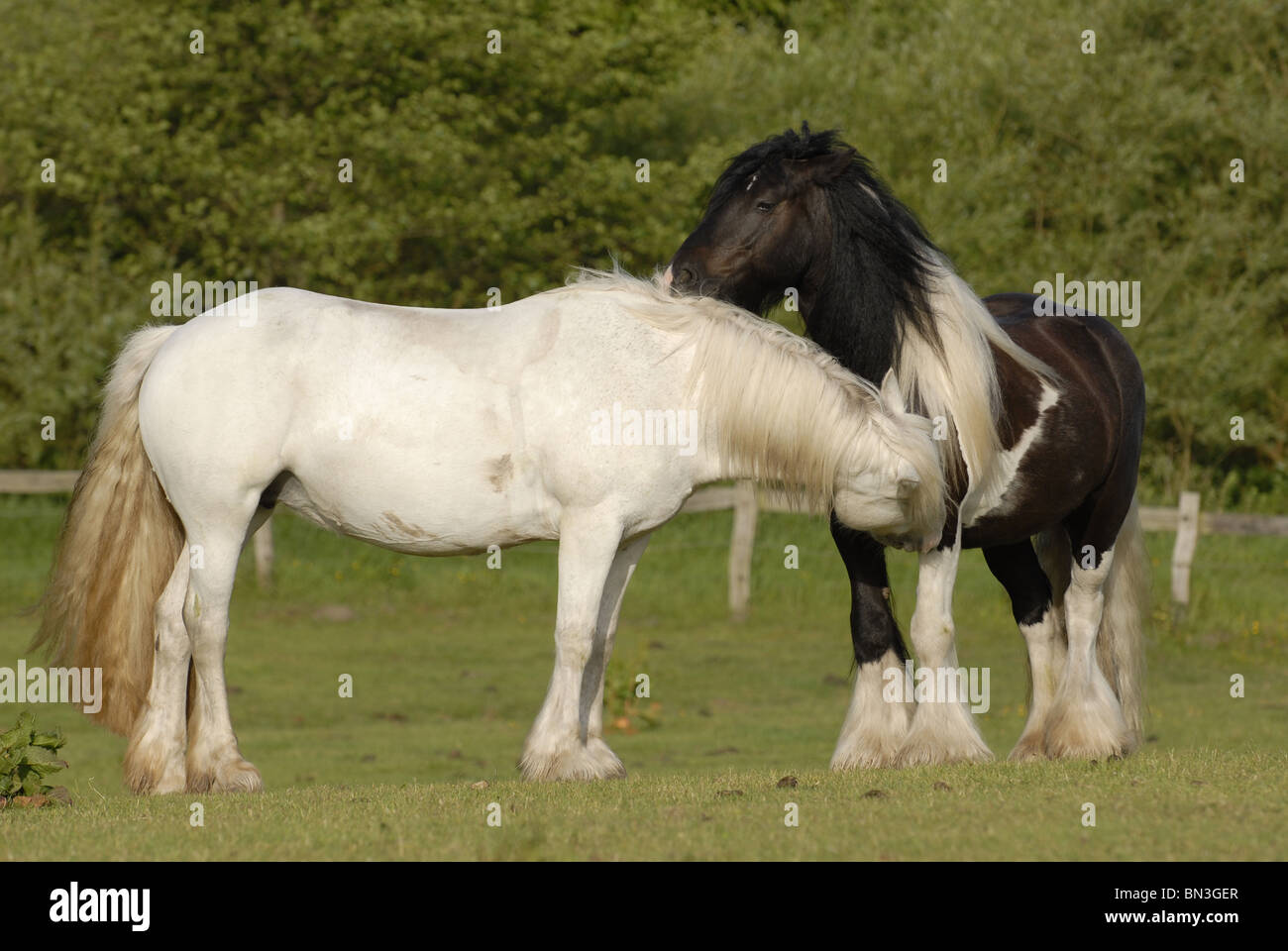 Grey gypsy vanner irish cob hi-res stock photography and images - Alamy