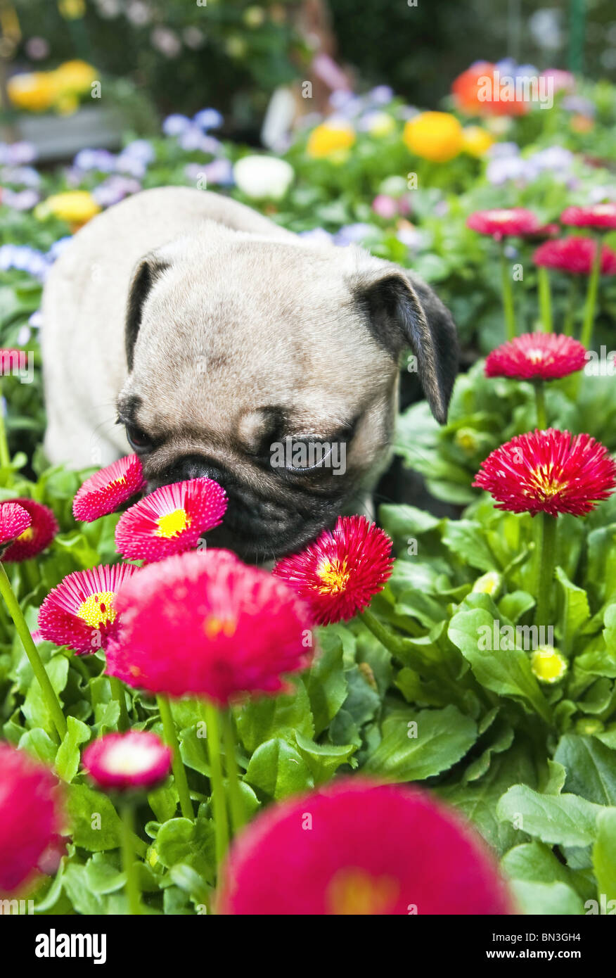 Sniffling High Resolution Stock Photography and Images - Alamy