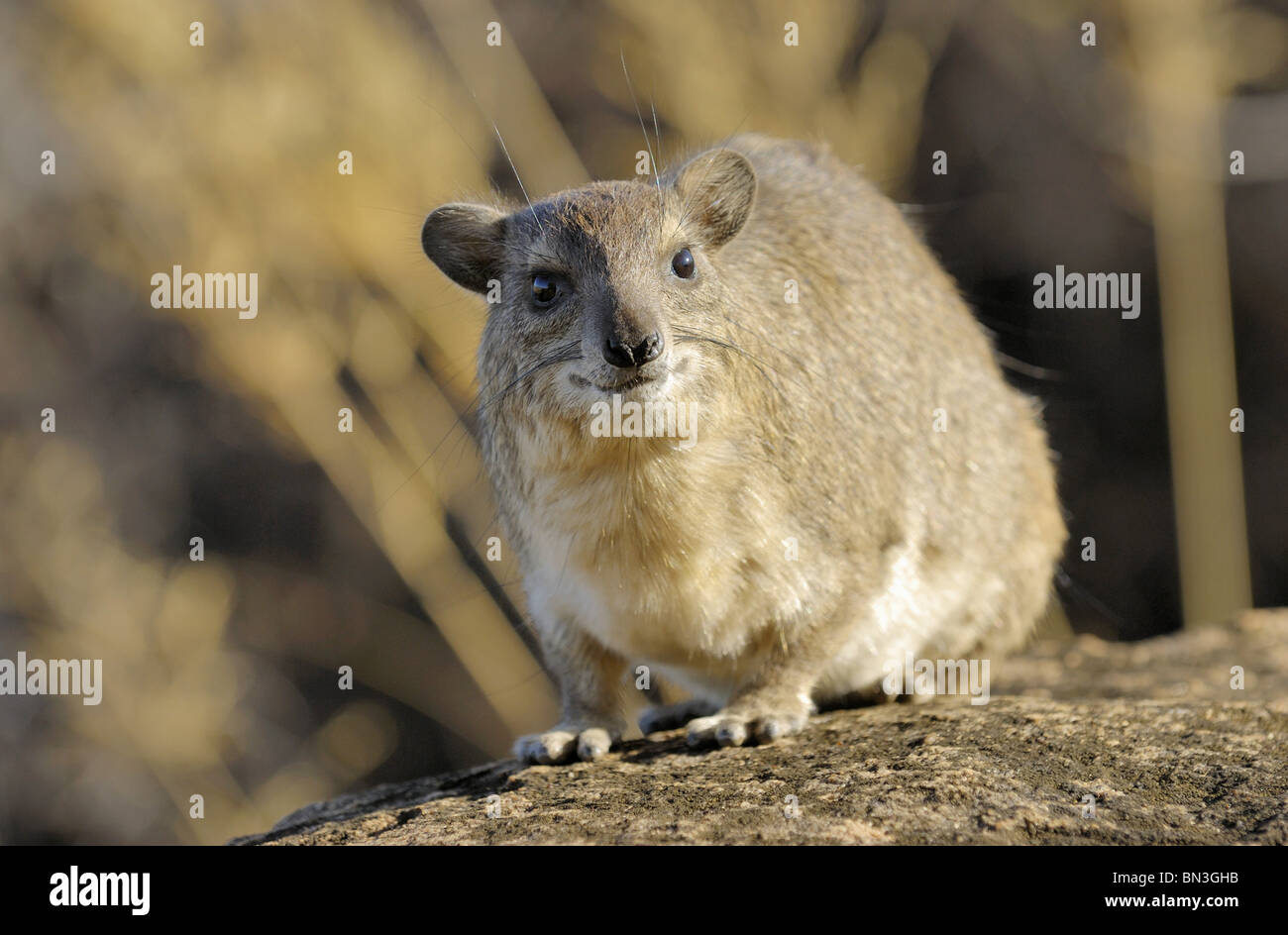 Meru national par hi-res stock photography and images - Alamy